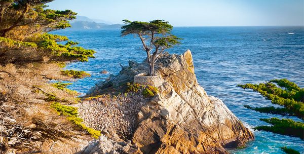 Los 22 árboles coloridos más bonitos del mundo | Cinco Noticias