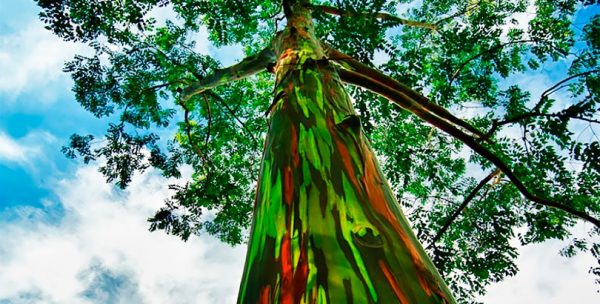 Los 22 árboles coloridos más bonitos del mundo | Cinco Noticias