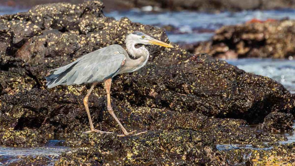 Un nuevo censo revela que todas las especies de garza en España ...