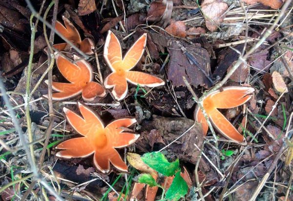 10 fenómenos inexplicables para la ciencia | Cinco Noticias