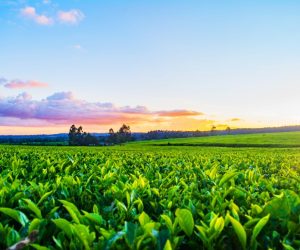 Agroecología » Qué es, Objetivos, Principios y Procesos