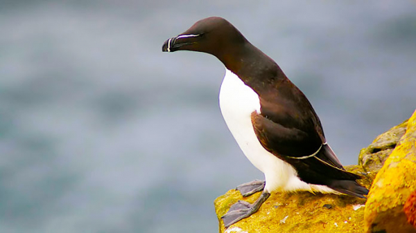 35 animales extintos y 30 especies a punto de extinguirse | Cinco Noticias