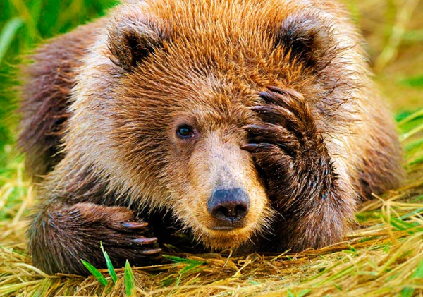 35 animales extintos y 30 especies a punto de extinguirse | Cinco Noticias