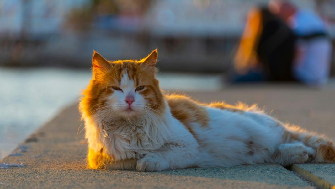 Aoshima » La Isla de los Gatos en Japón ¿Qué Hacer y Ver?