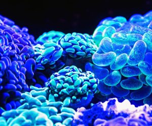 Bioluminiscencia » Así es la Brillante Luz de la Naturaleza