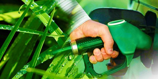 Combustible diésel ecológico a partir de algas | Cinco Noticias