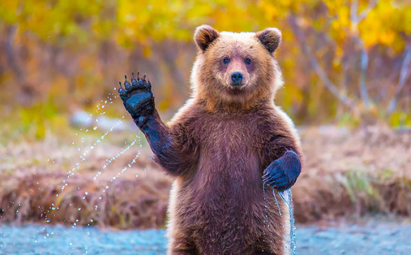 35 animales extintos y 30 especies a punto de extinguirse | Cinco Noticias