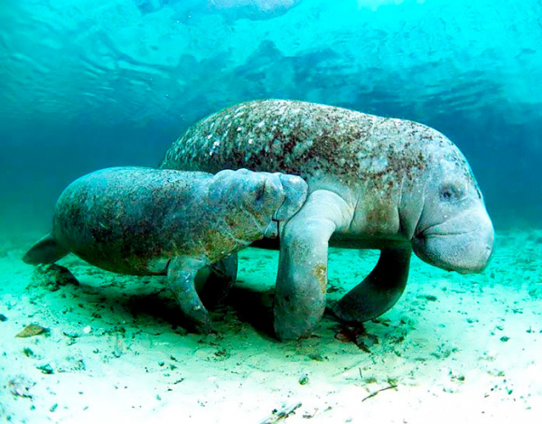 35 animales extintos y 30 especies a punto de extinguirse | Cinco Noticias