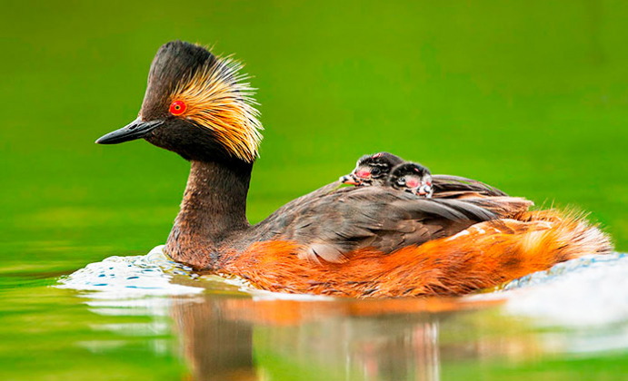 35 animales extintos y 30 especies a punto de extinguirse | Cinco Noticias